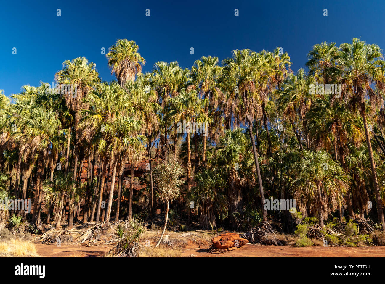 Palm Valley, Finke Gorge National Park in Northern Territory, Australia ...