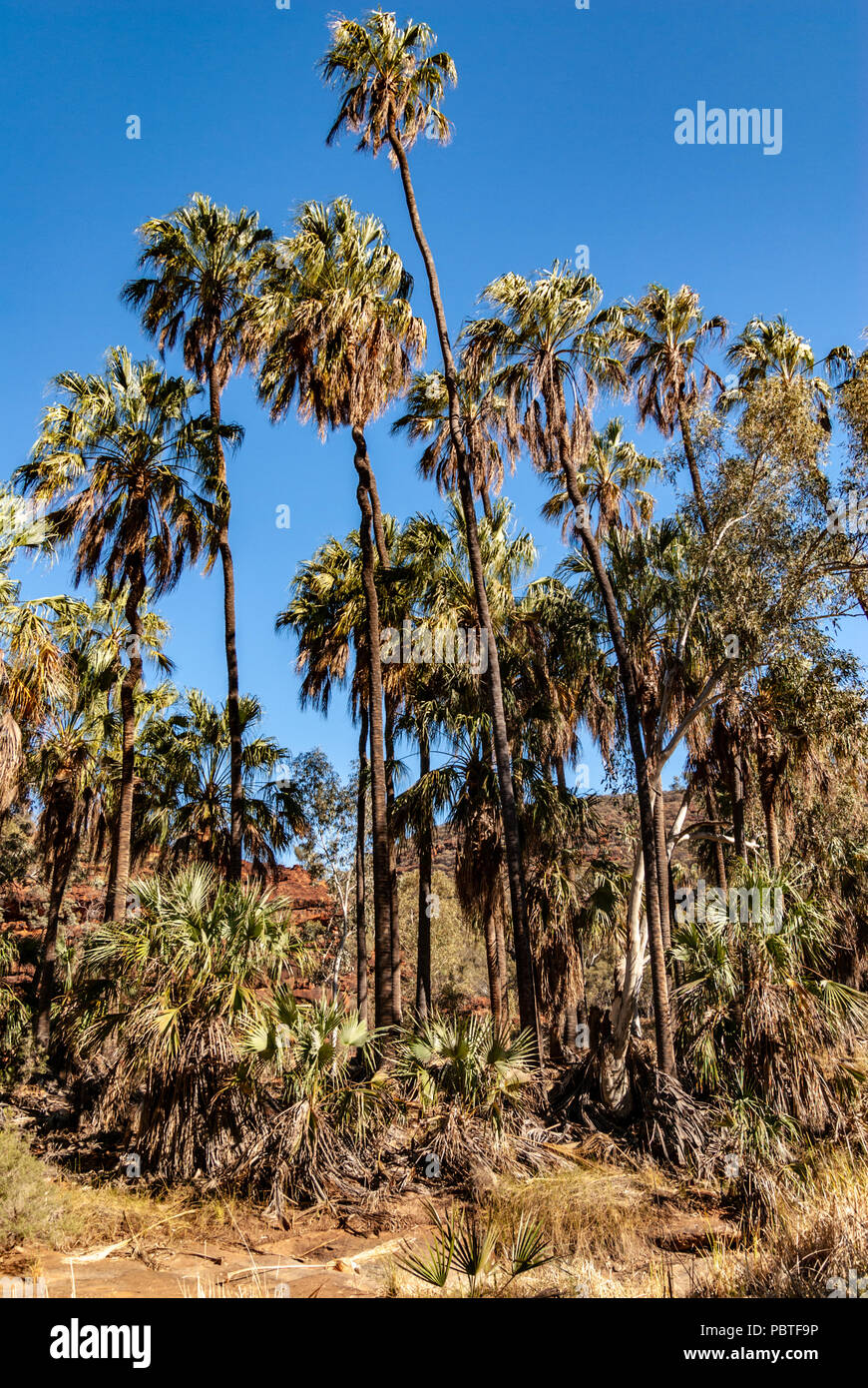 Palm Valley, Finke Gorge National Park in Northern Territory, Australia ...