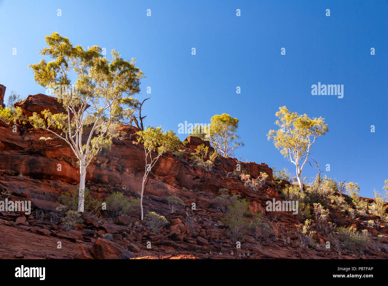 Palm Valley, Finke Gorge National Park in Northern Territory, Australia ...