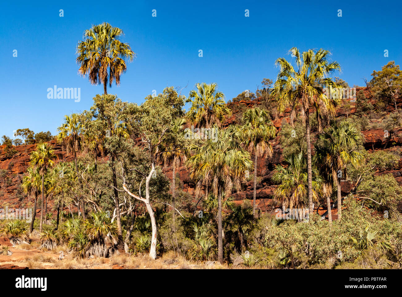 Palm Valley, Finke Gorge National Park in Northern Territory, Australia ...