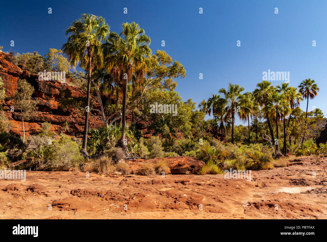 Palm Valley, Finke Gorge National Park in Northern Territory, Australia ...