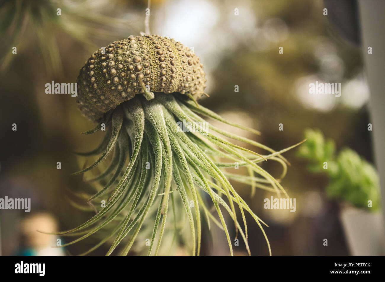 Epiphyte plant hi-res stock photography and images - Alamy