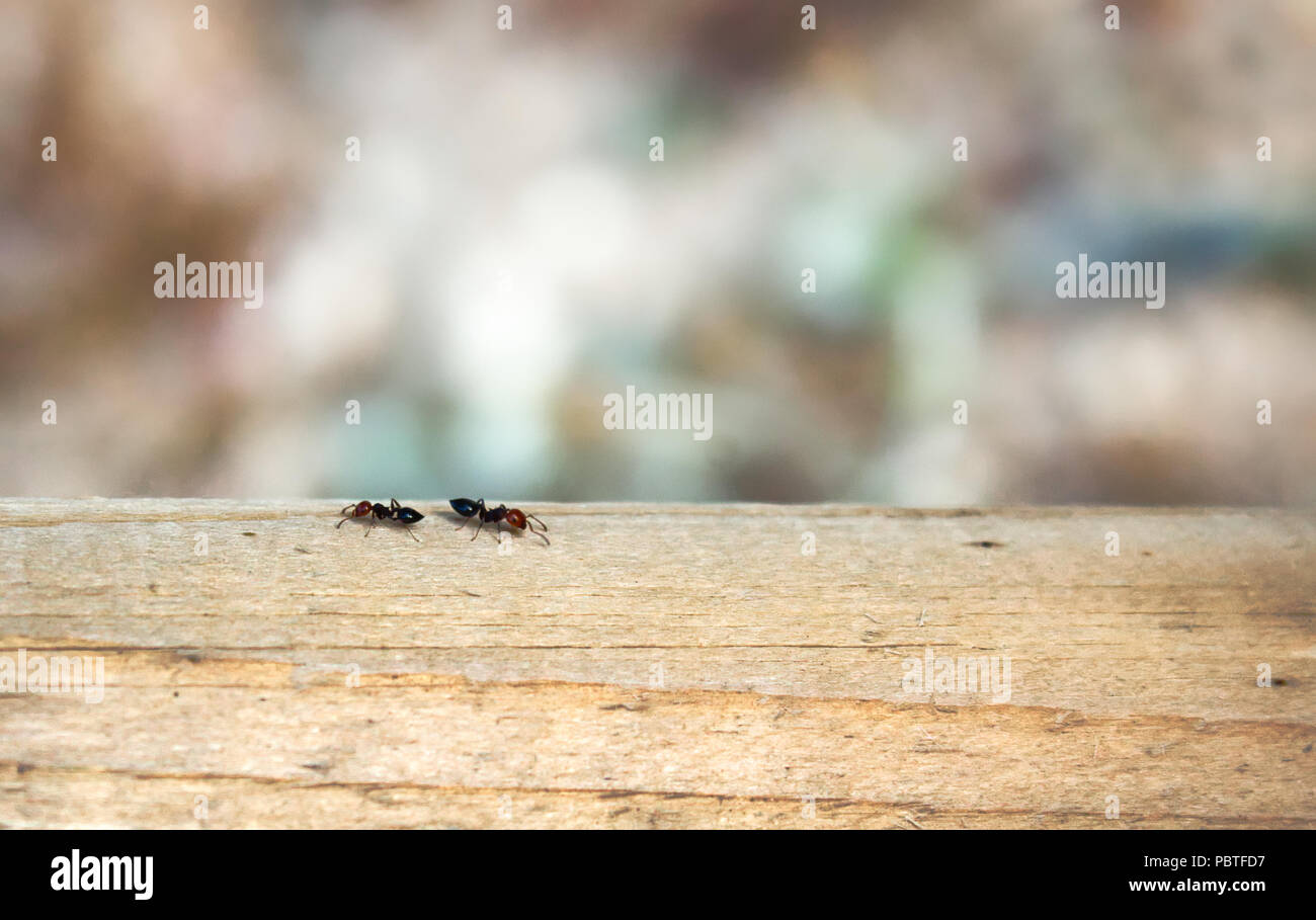 Worker ants hi-res stock photography and images - Alamy