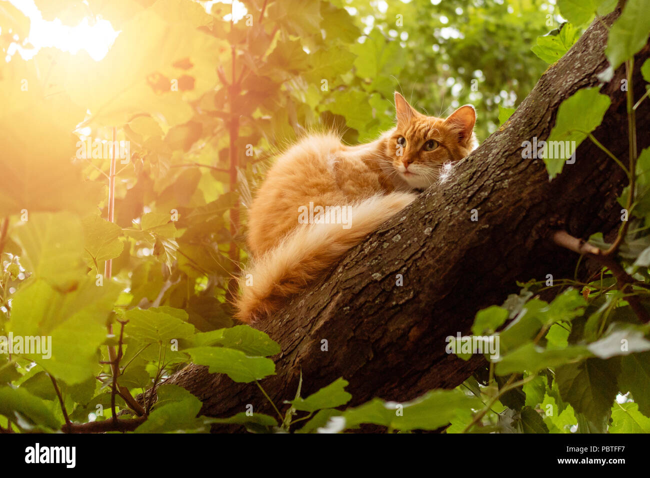 Cute ginger cat sitting on tree branch Stock Photo - Alamy