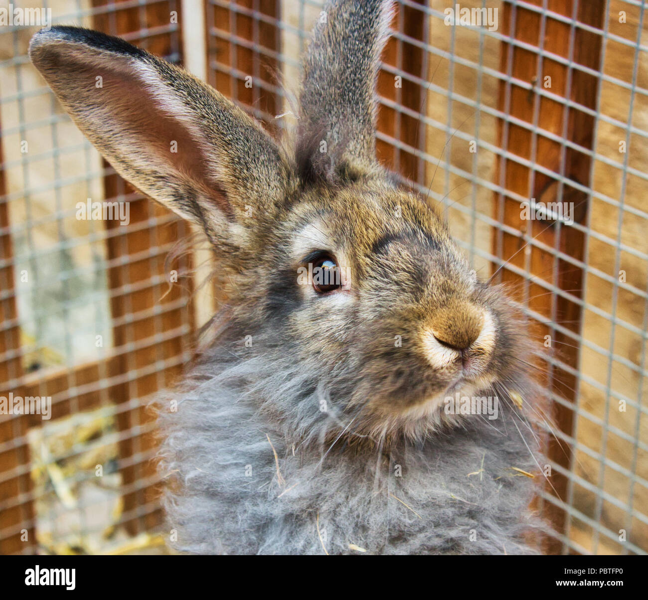 Portrait of a cute adorable grey bunny rabbit standing up in a cage ...