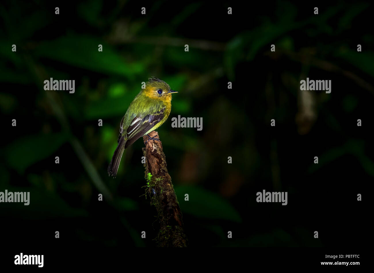 Little flycatcher waiting for prey small bird with dark background ...