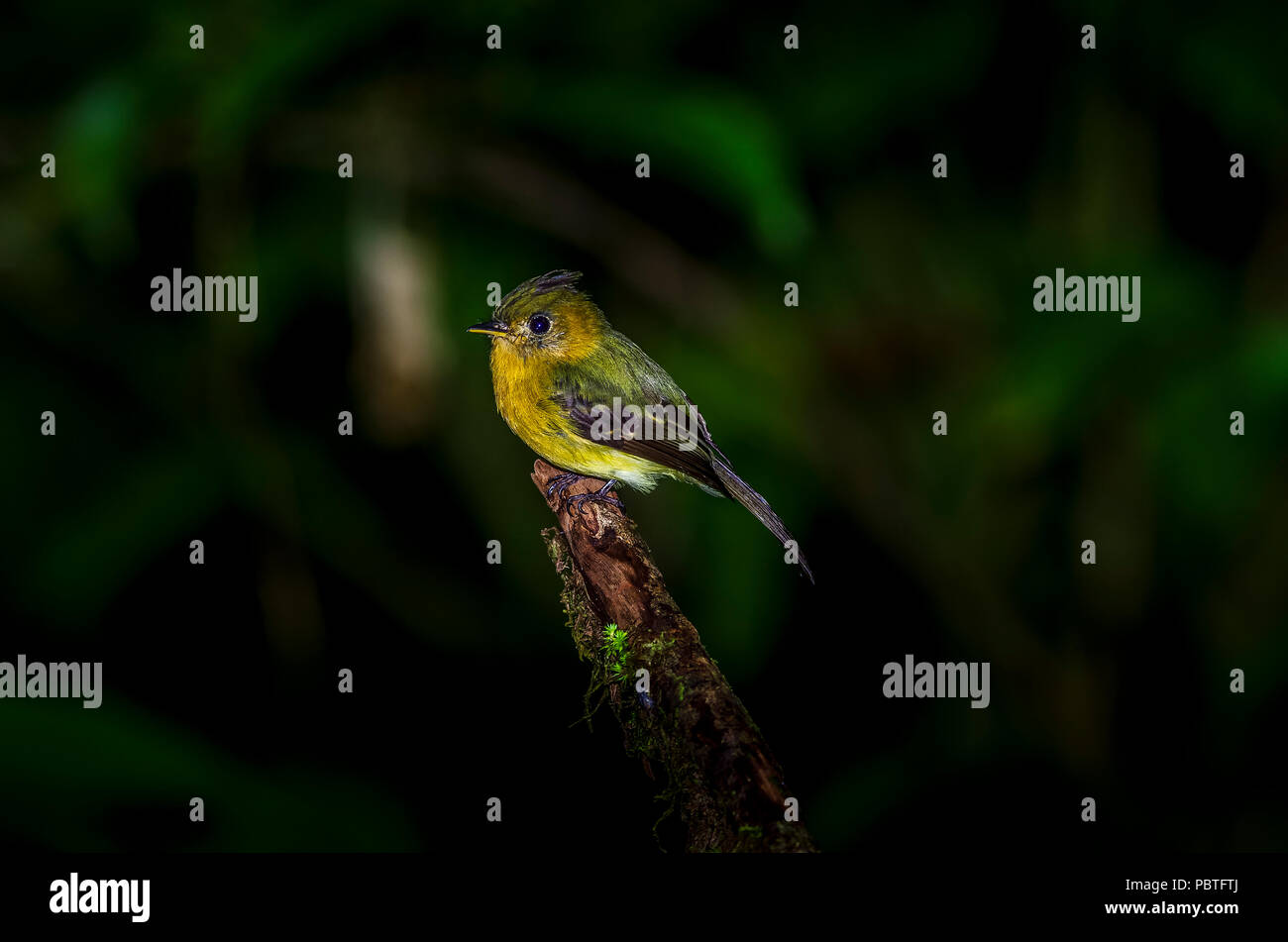 Least Flycatcher High Resolution Stock Photography and Images - Alamy
