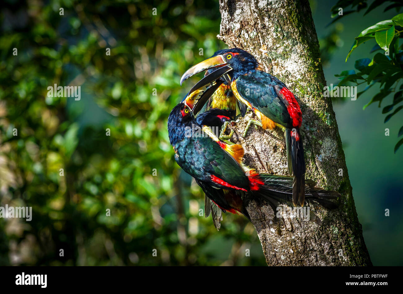 Group of collared aracari or flok of collared araçari (Pteroglossus ...