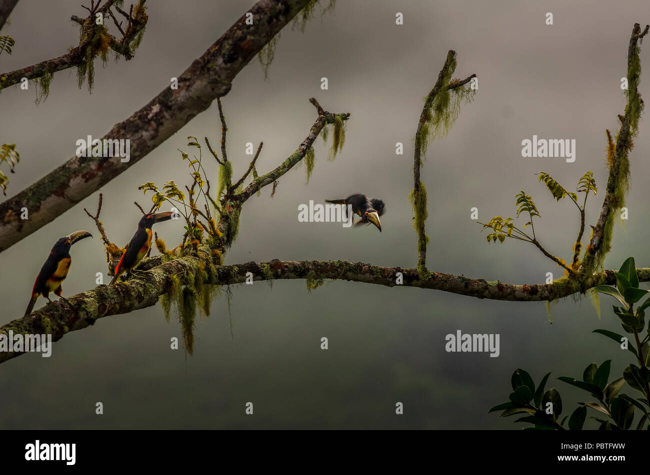 Collared aracari flying BIF while 2 other collared araçari s ...