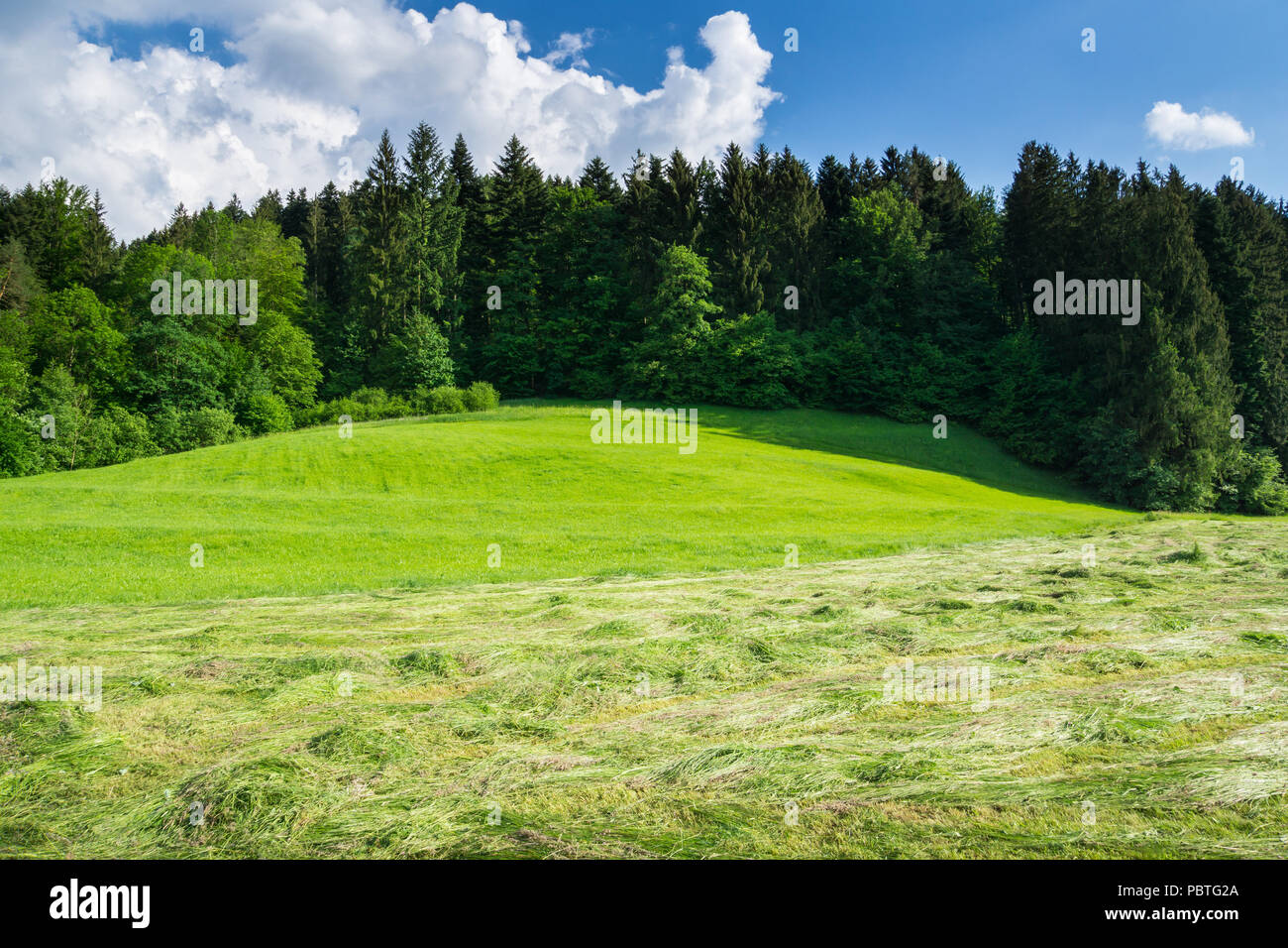 Edge of forest hi-res stock photography and images - Alamy