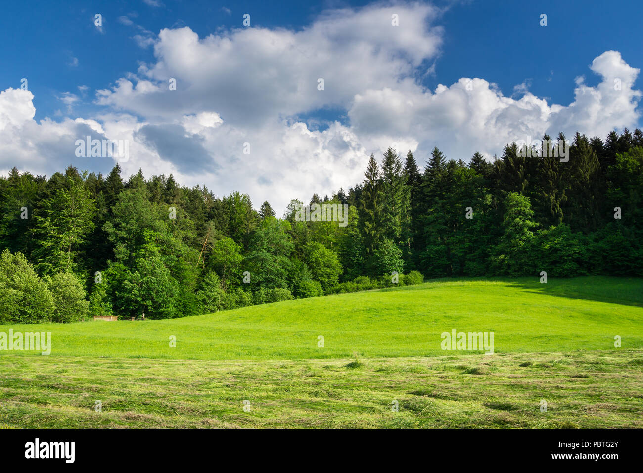 Germany, Green pasture next to black forest nature landscape start ...