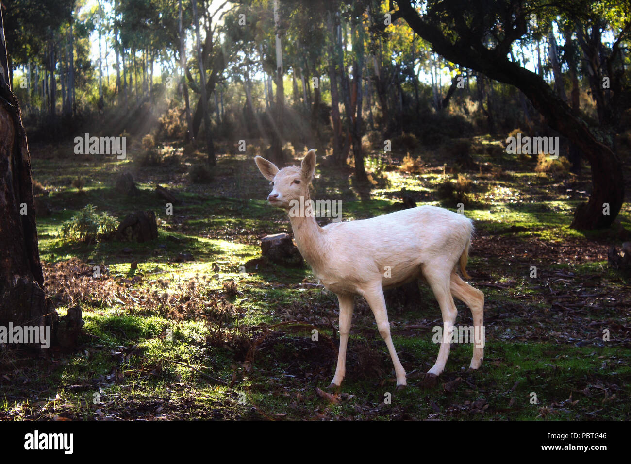Albino fallow deer hi-res stock photography and images - Alamy