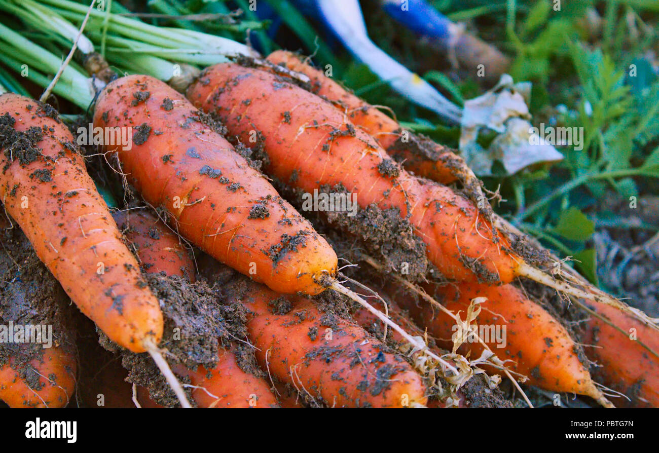 Fresh organic carrots pulled from the ground dirty with earth and soil ...