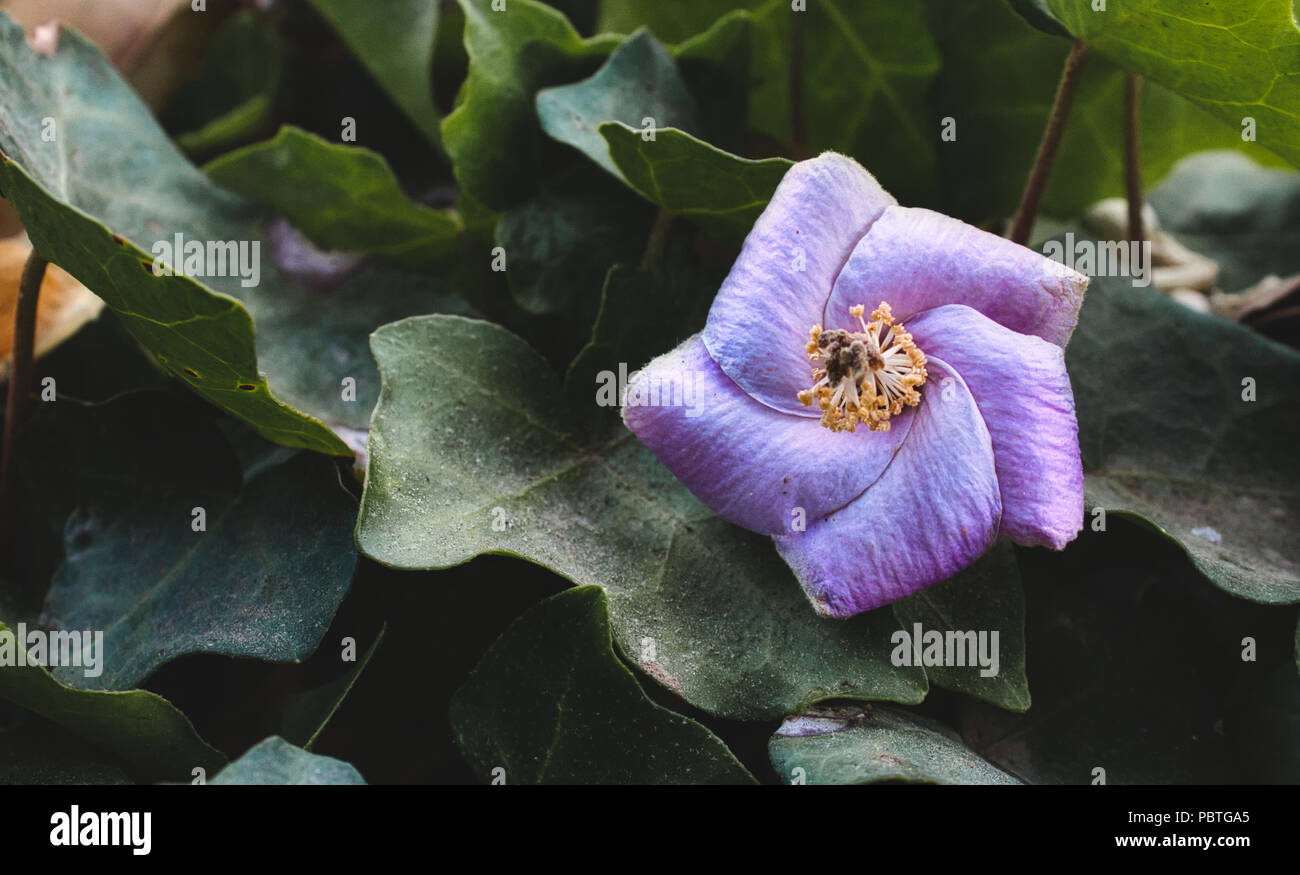 Purple geometric flower against green leaves in a pentagon shape ...