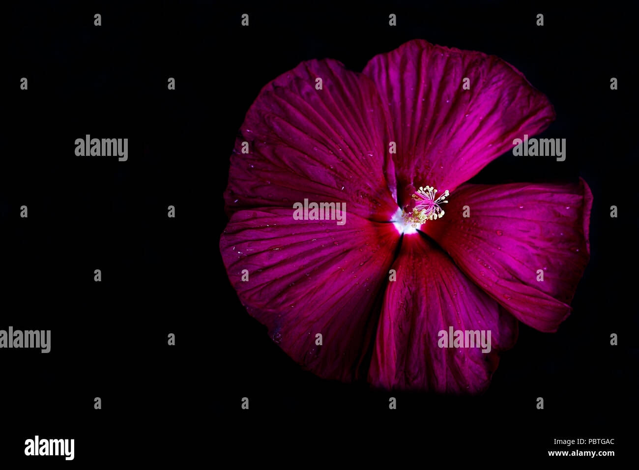 Rosids ii hi-res stock photography and images - Alamy