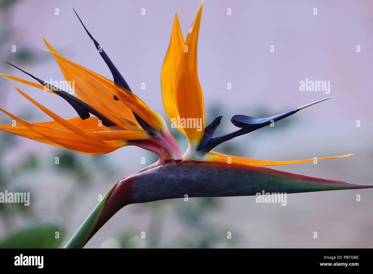 Strelitzia reginae pot hi-res stock photography and images - Alamy