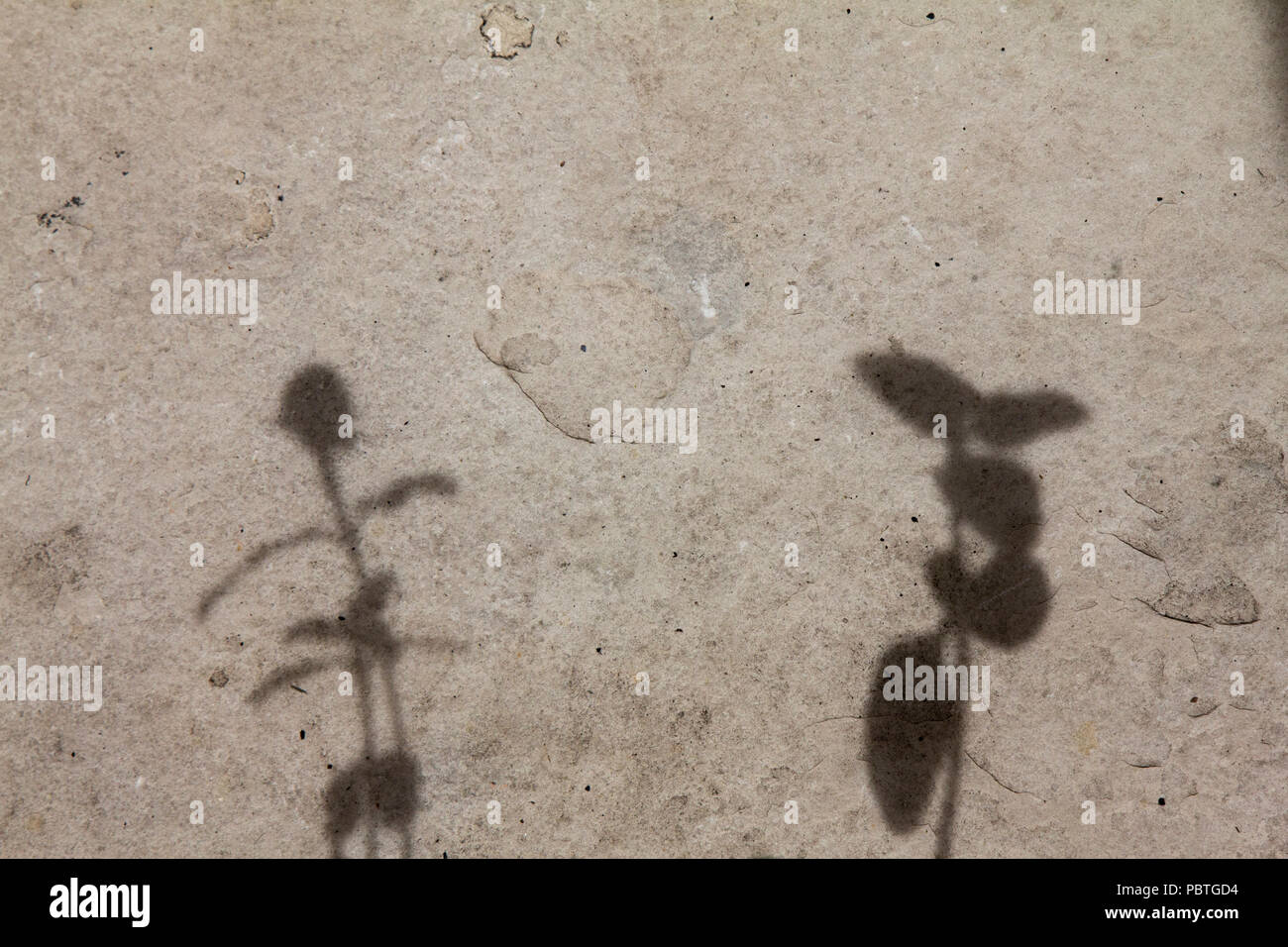 Shadow of plants on wall Stock Photo - Alamy
