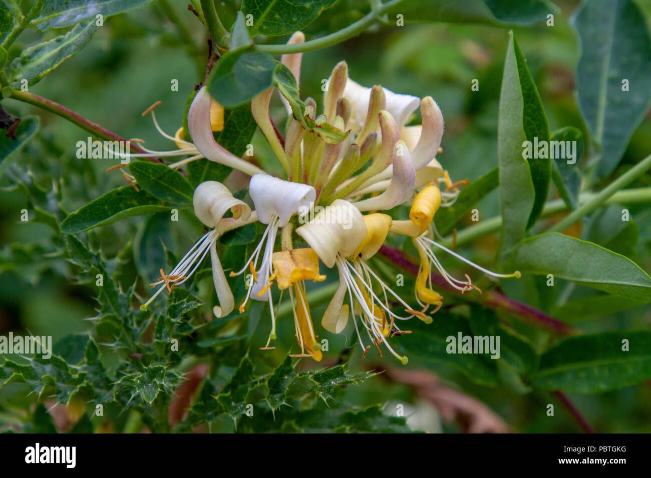 Honeysuckle flower hi-res stock photography and images - Alamy