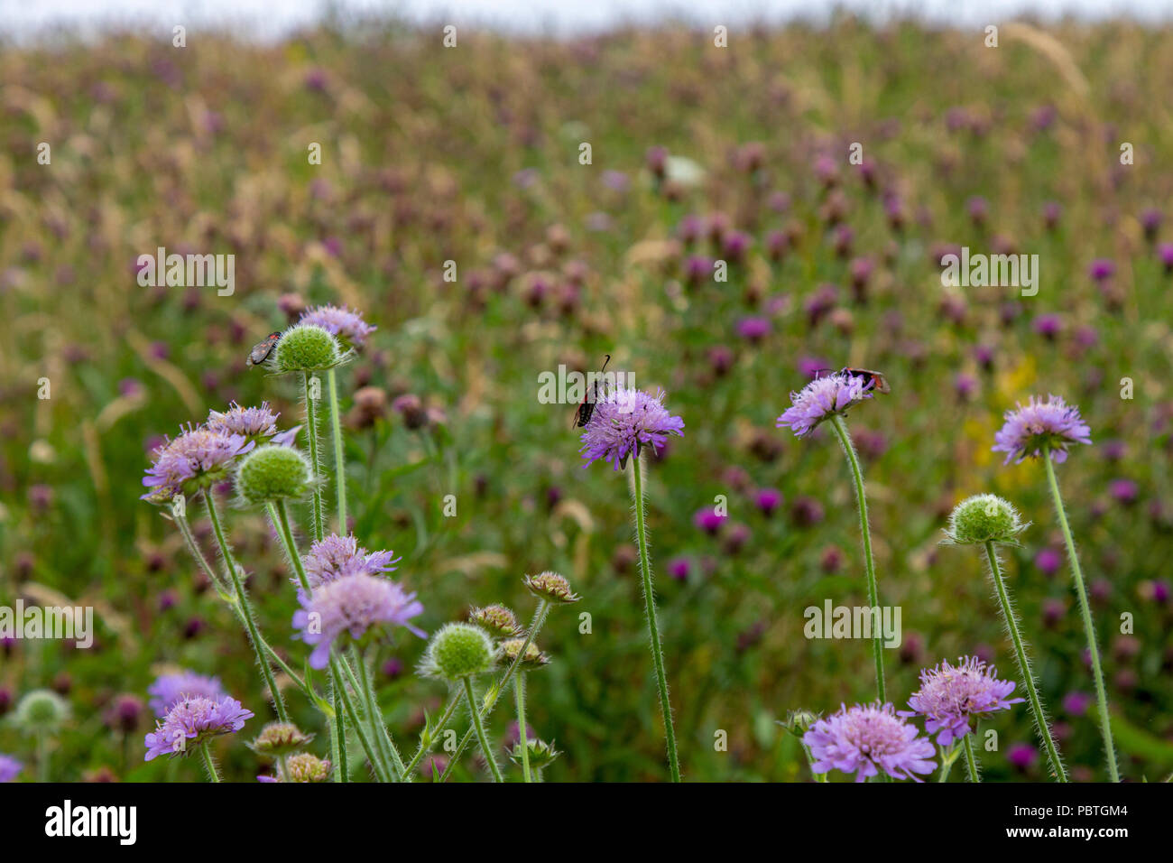 Five meadow flowers hi-res stock photography and images - Alamy