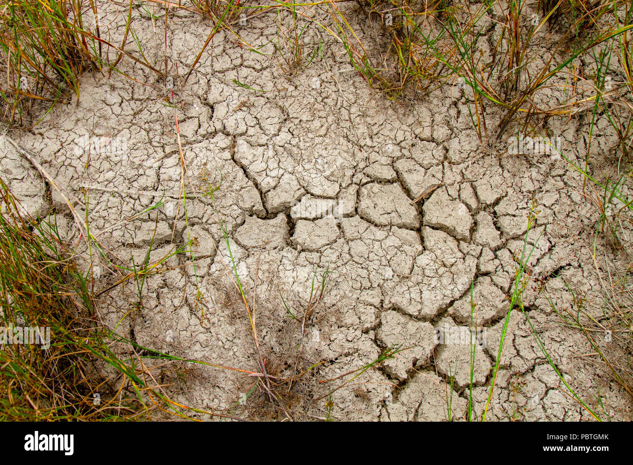 Drought wildlife hi-res stock photography and images - Alamy