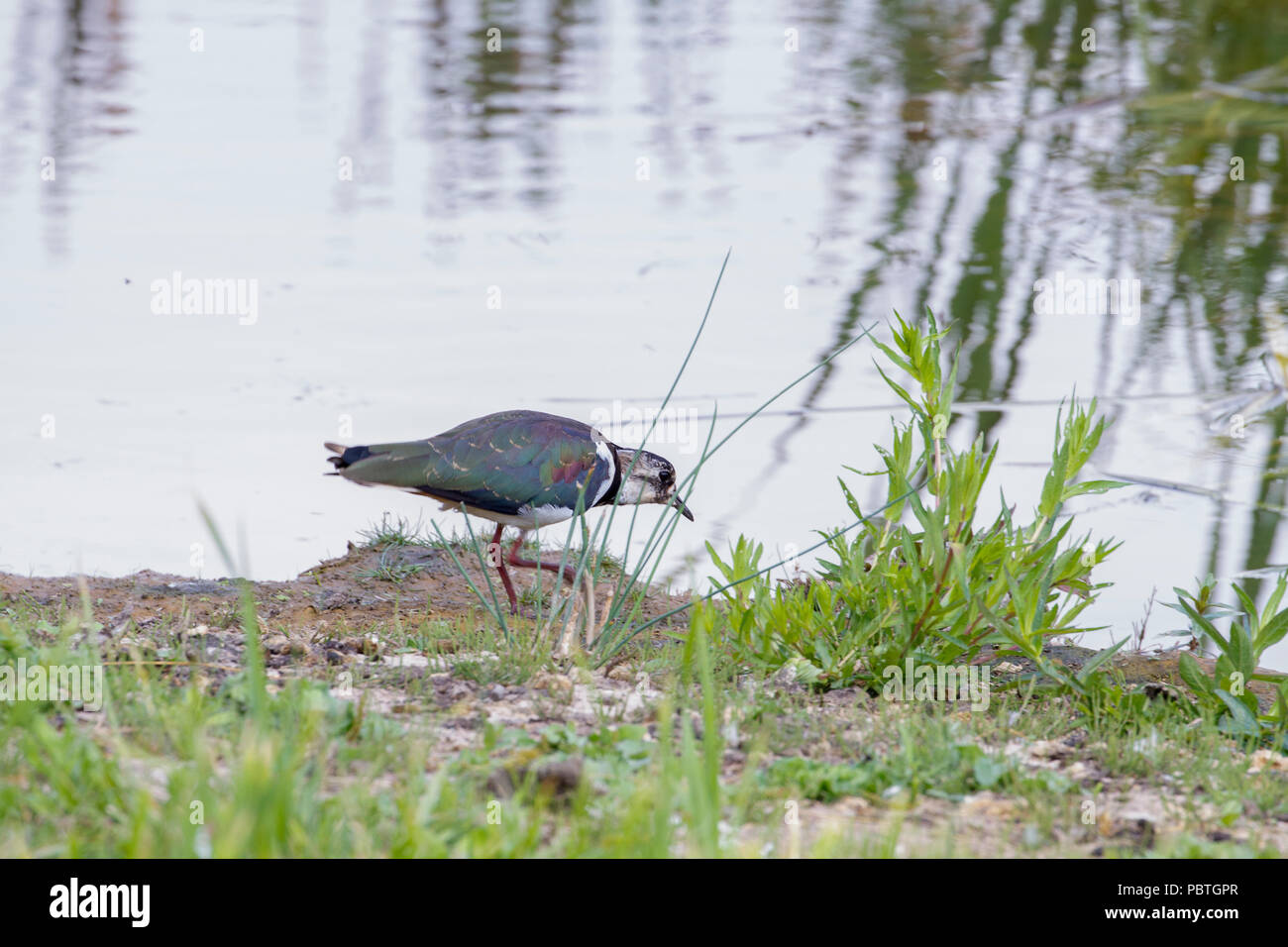 Peewit bird hi-res stock photography and images - Alamy