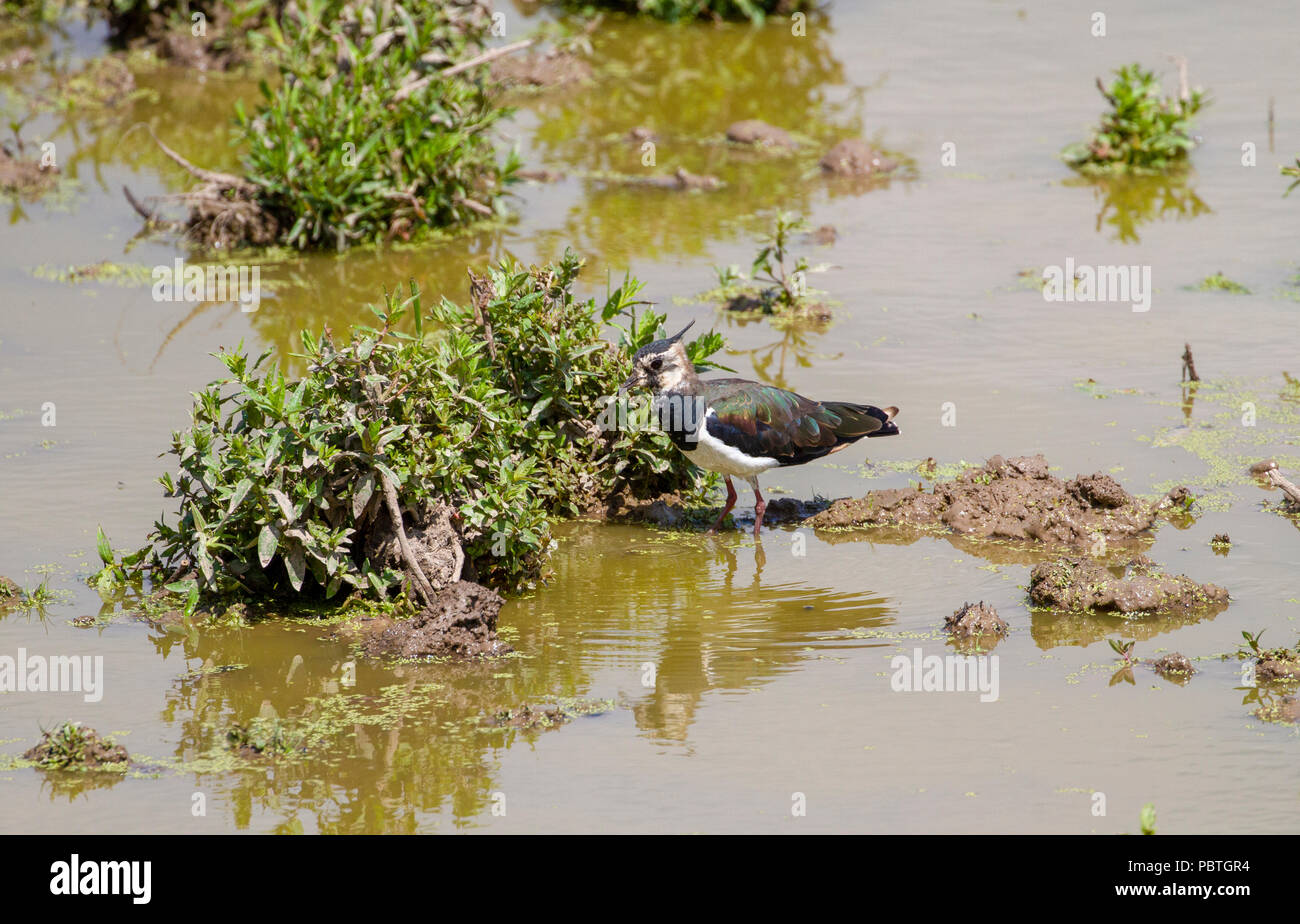 Peewit bird hi-res stock photography and images - Alamy