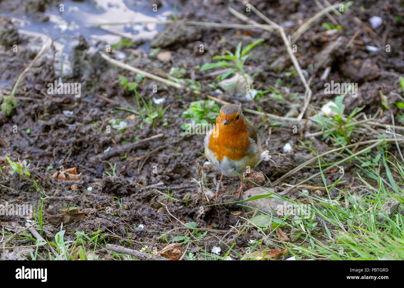 Robin brown hi-res stock photography and images - Alamy