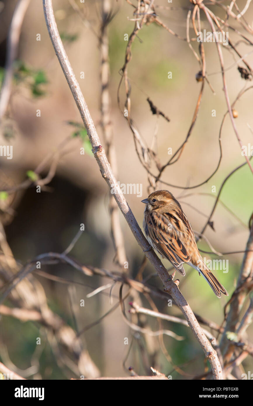 Female Reed Bunting [ Emberiza schoeniclus ] Stock Photo - Alamy