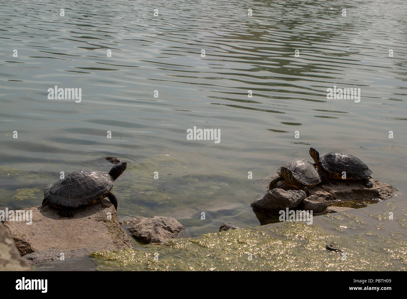 Three turtles hi-res stock photography and images - Alamy