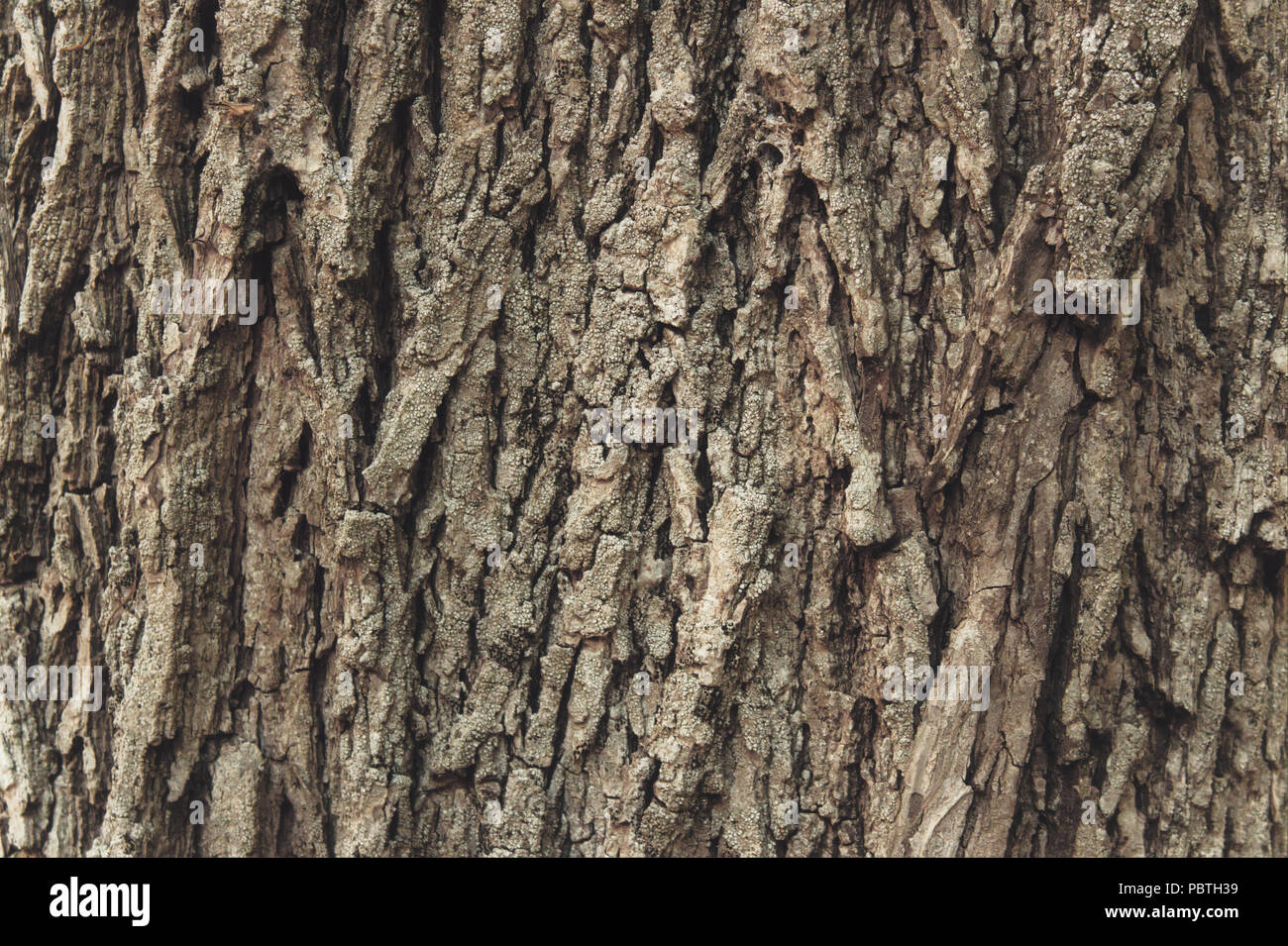 Tree bark texture wallpaper in hi-res stock photography and images - Alamy