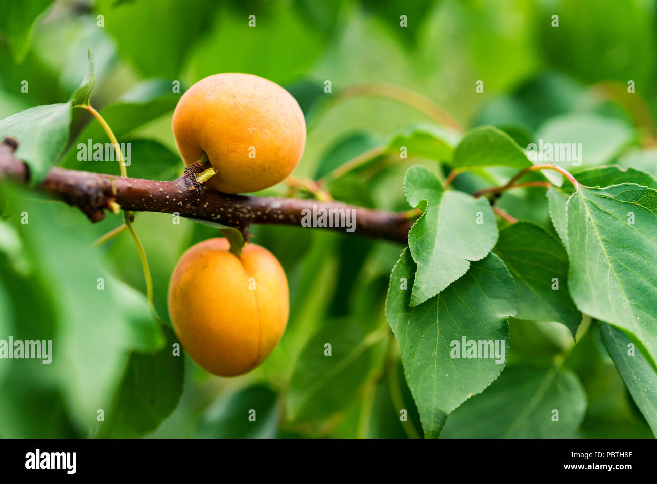 Apricot tree branch with ripe fruits Stock Photo - Alamy