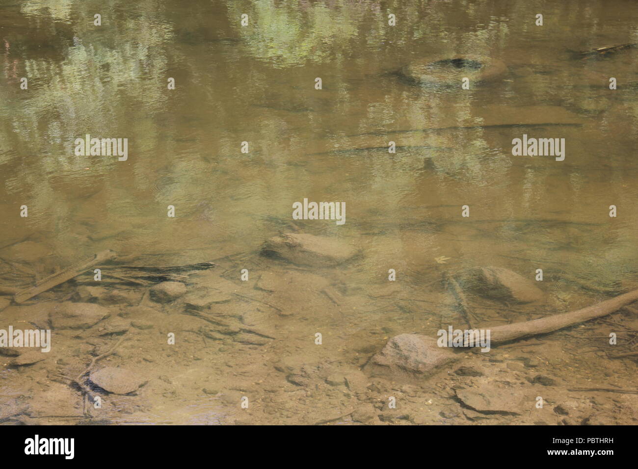 Walking along the river deep in the sunny summer wilderness Stock Photo ...
