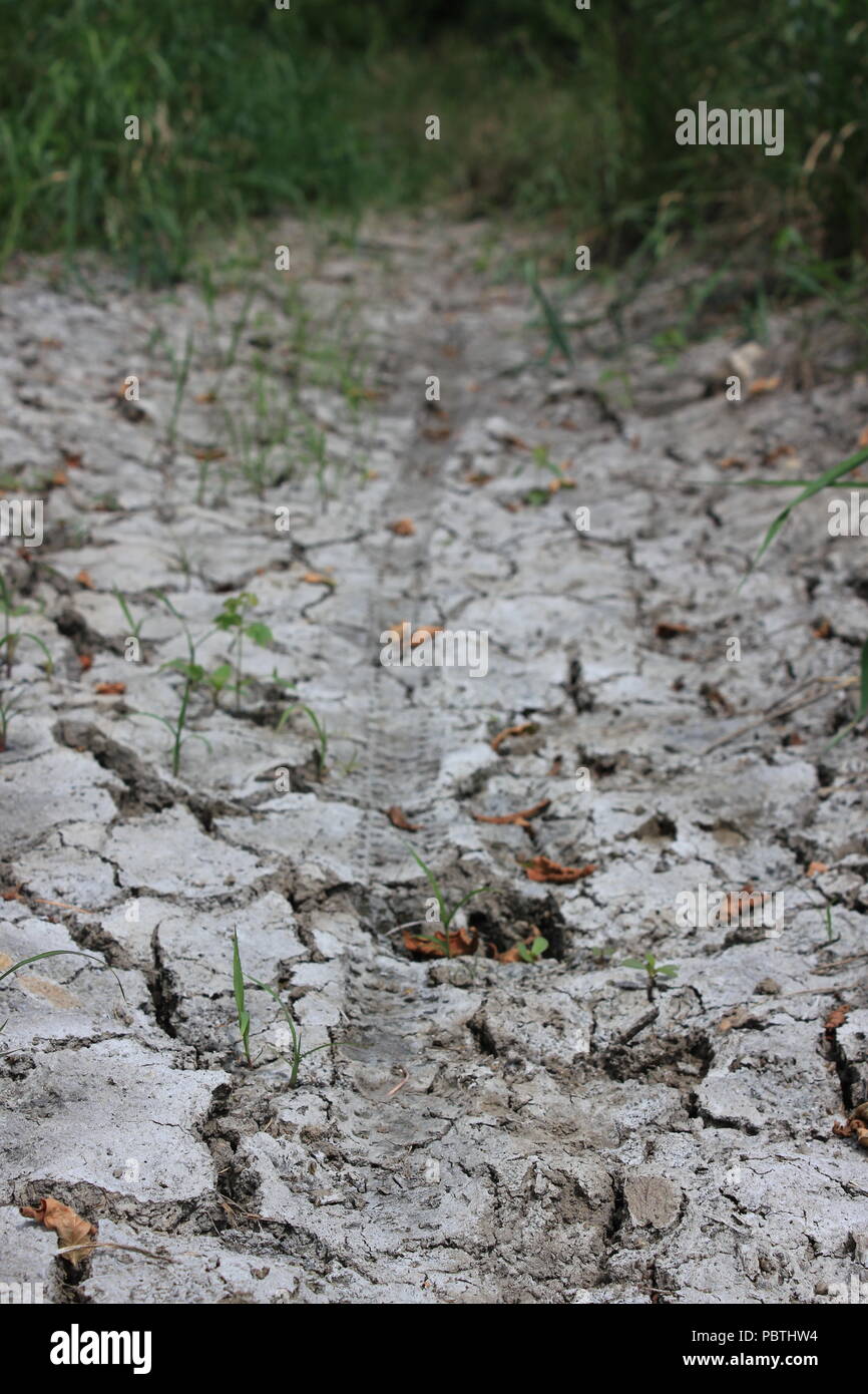 Curled dried mud hi-res stock photography and images - Alamy