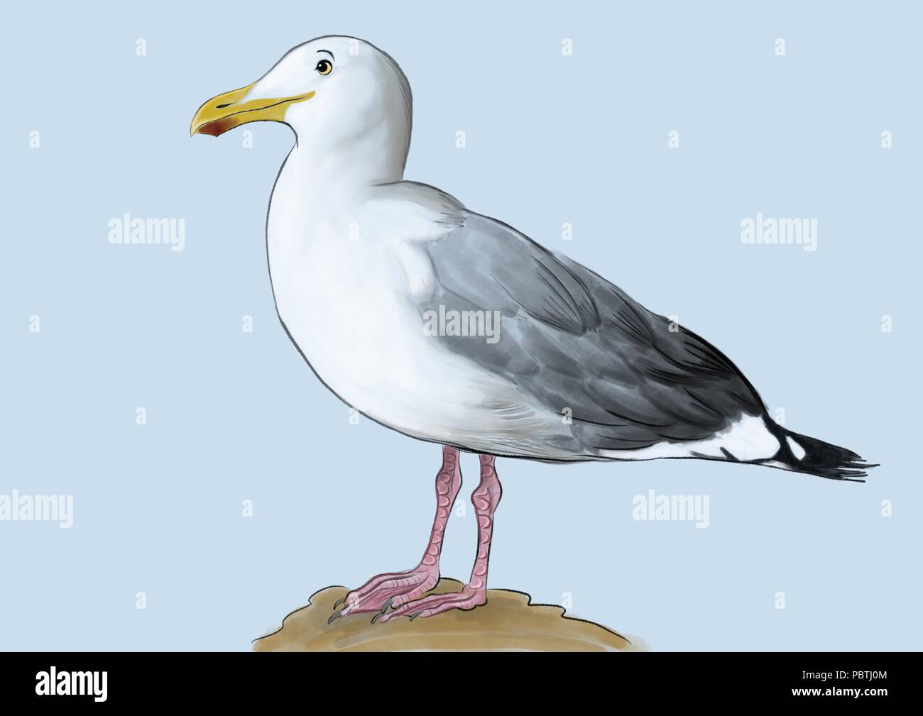 Seagull illustration hi-res stock photography and images - Alamy