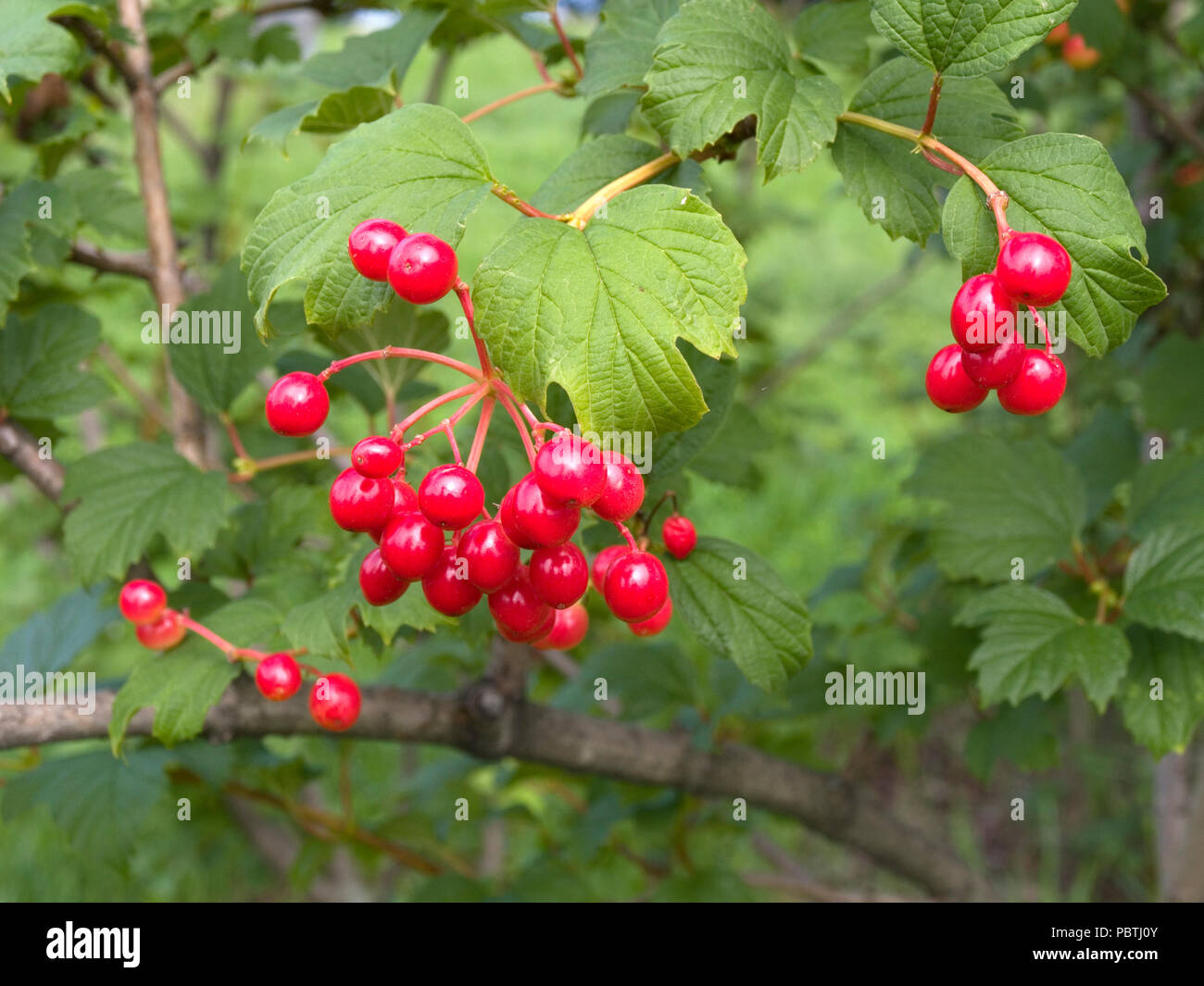 Viburnum shrub with berries Stock Photo - Alamy