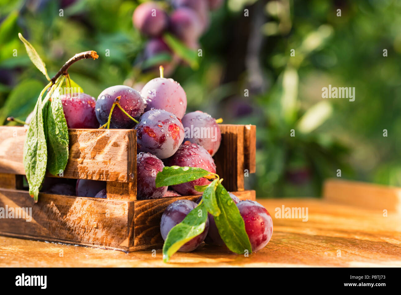 Box of plums hi-res stock photography and images - Alamy