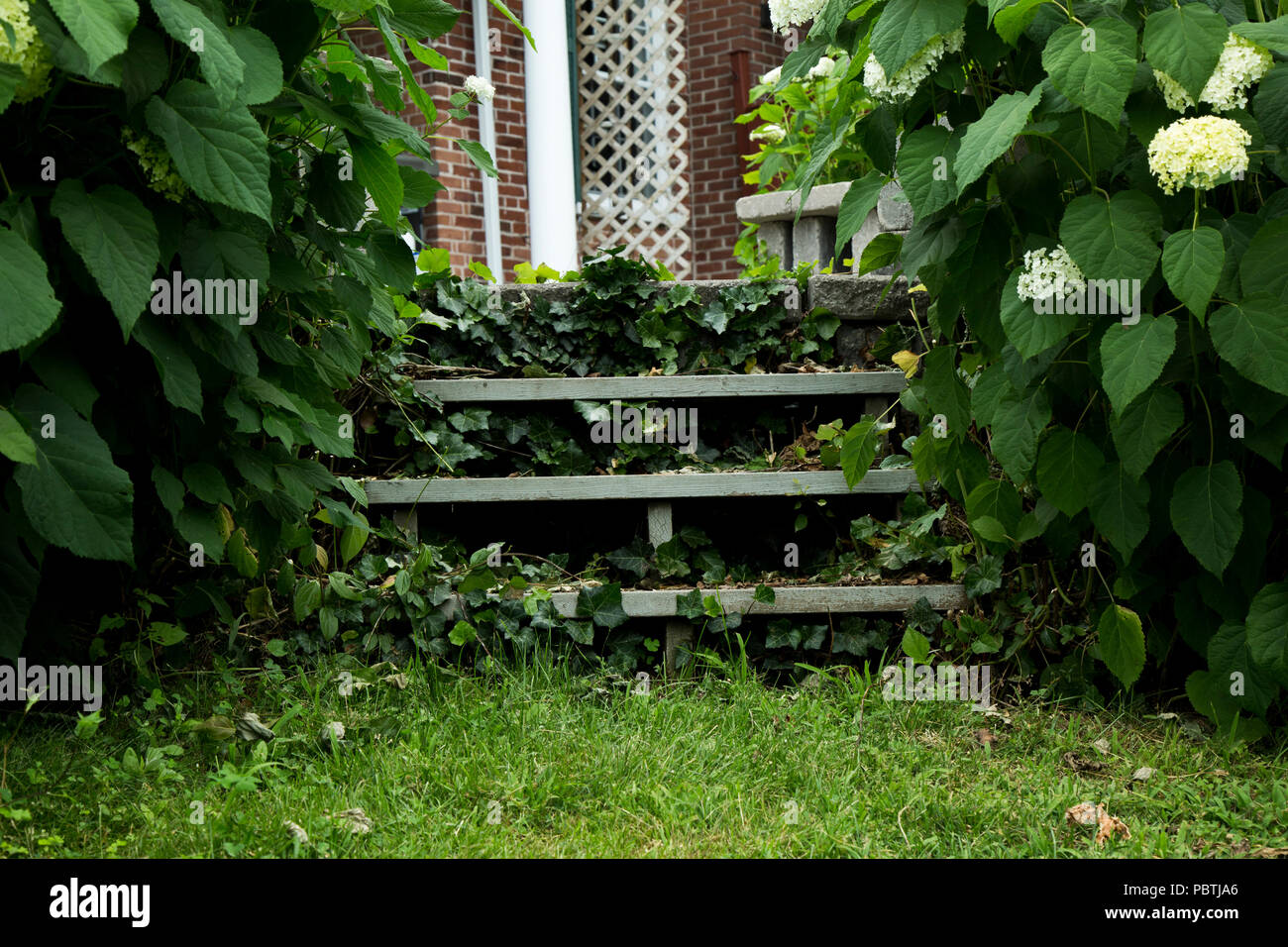 Steps surrounded by Green Plants Stock Photo - Alamy