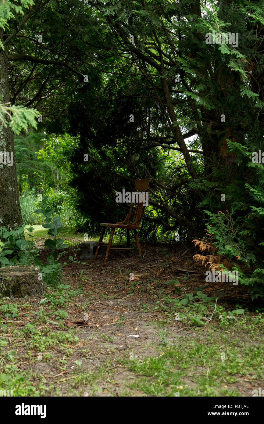 Dark tree area hi-res stock photography and images - Alamy