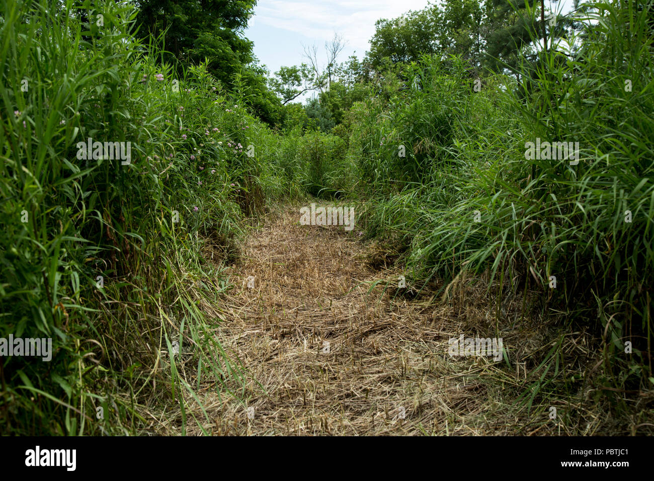 Photo of Path Stock Photo - Alamy