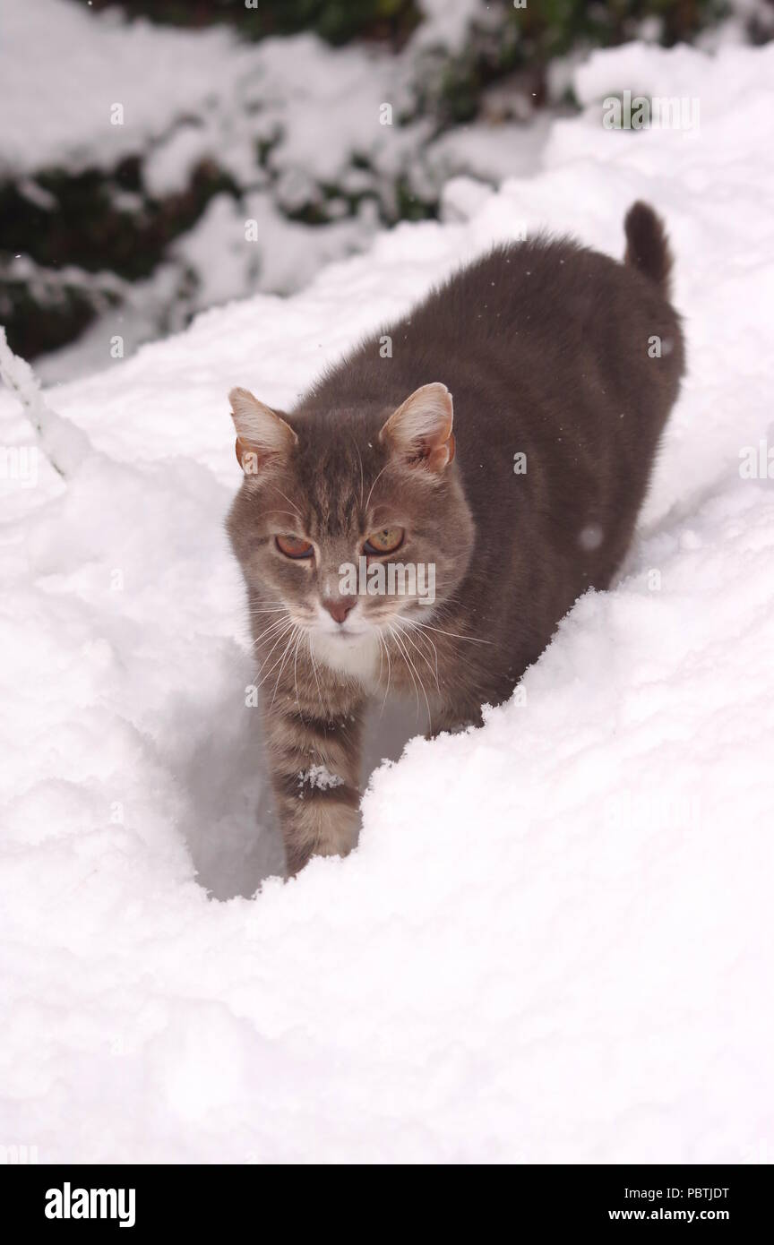 Tabby cat hunting in deep snow Stock Photo - Alamy