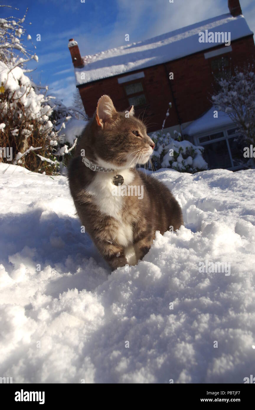 Tabby cat sitting in deep snow Stock Photo - Alamy