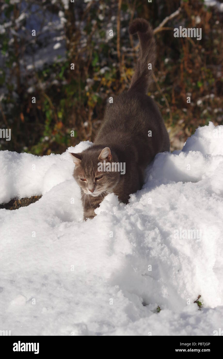 Tabby cat hunting in deep snow Stock Photo - Alamy
