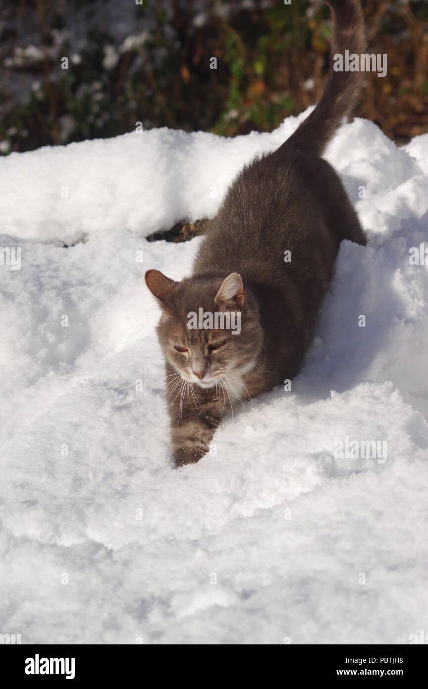 Tabby cat hunting in deep snow Stock Photo - Alamy