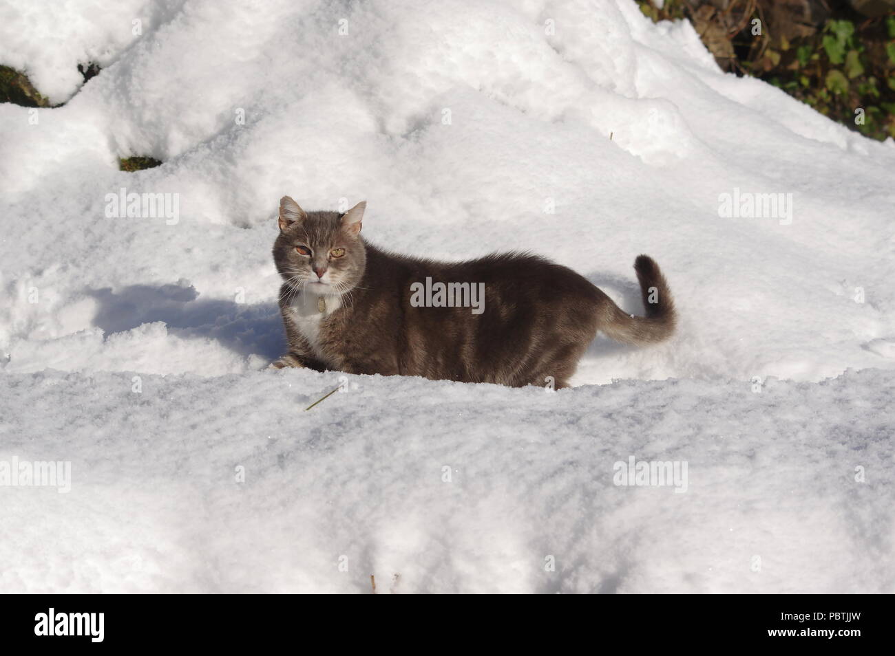 Tabby cat hunting in deep snow Stock Photo - Alamy