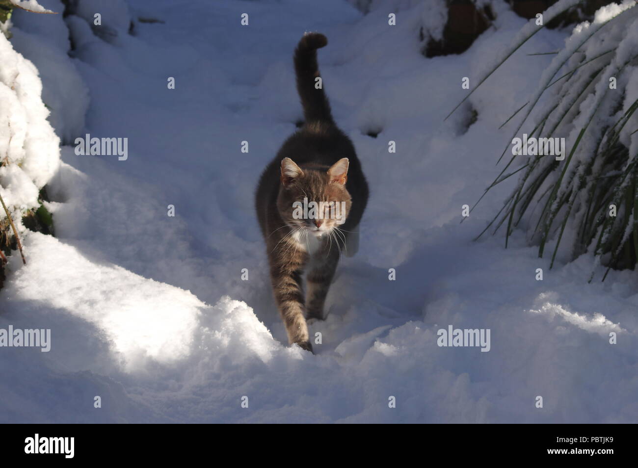 Tabby cat hunting in deep snow Stock Photo - Alamy