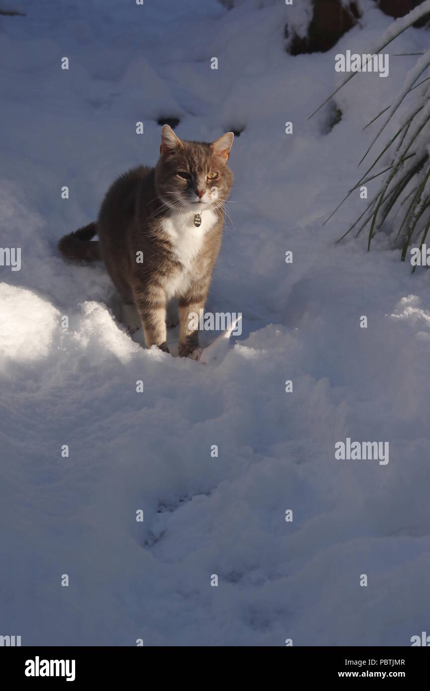 Tabby cat hunting in deep snow Stock Photo - Alamy