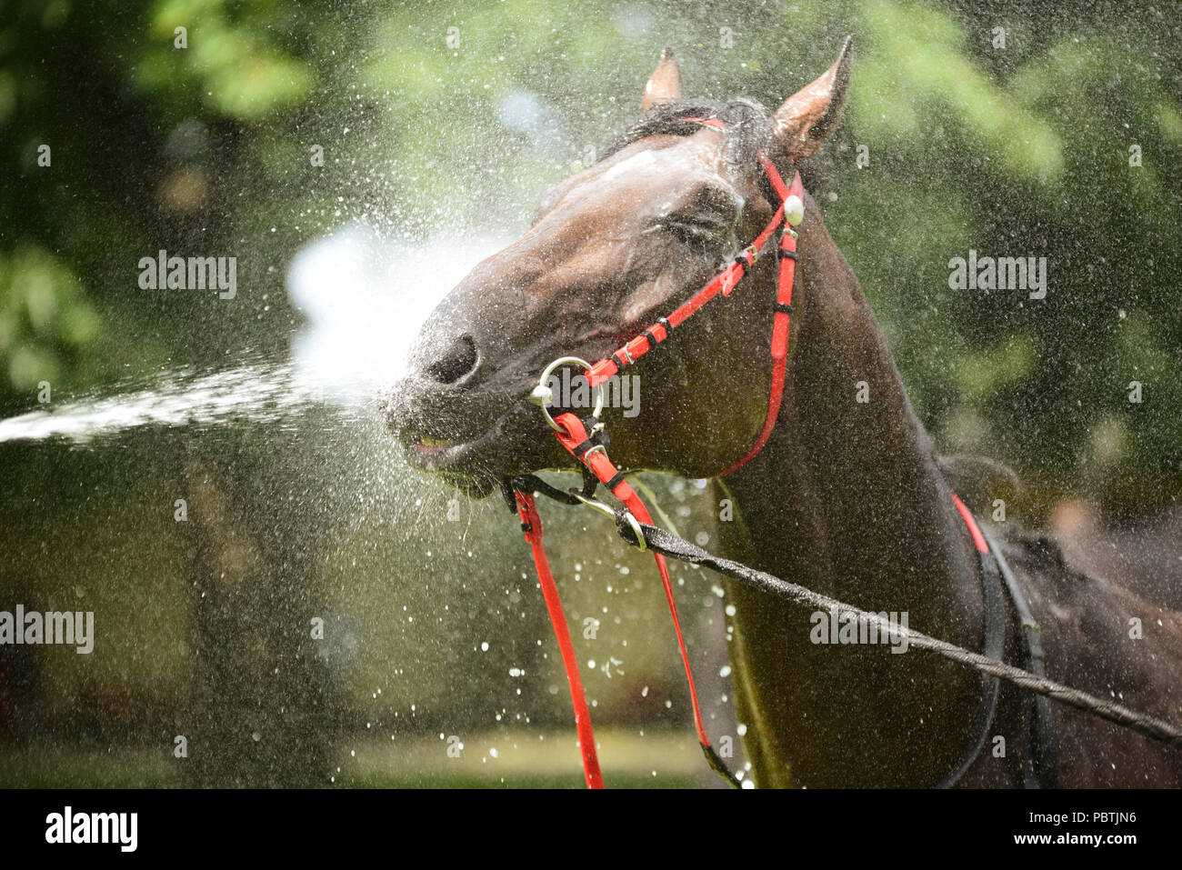 Horse shower hi-res stock photography and images - Alamy