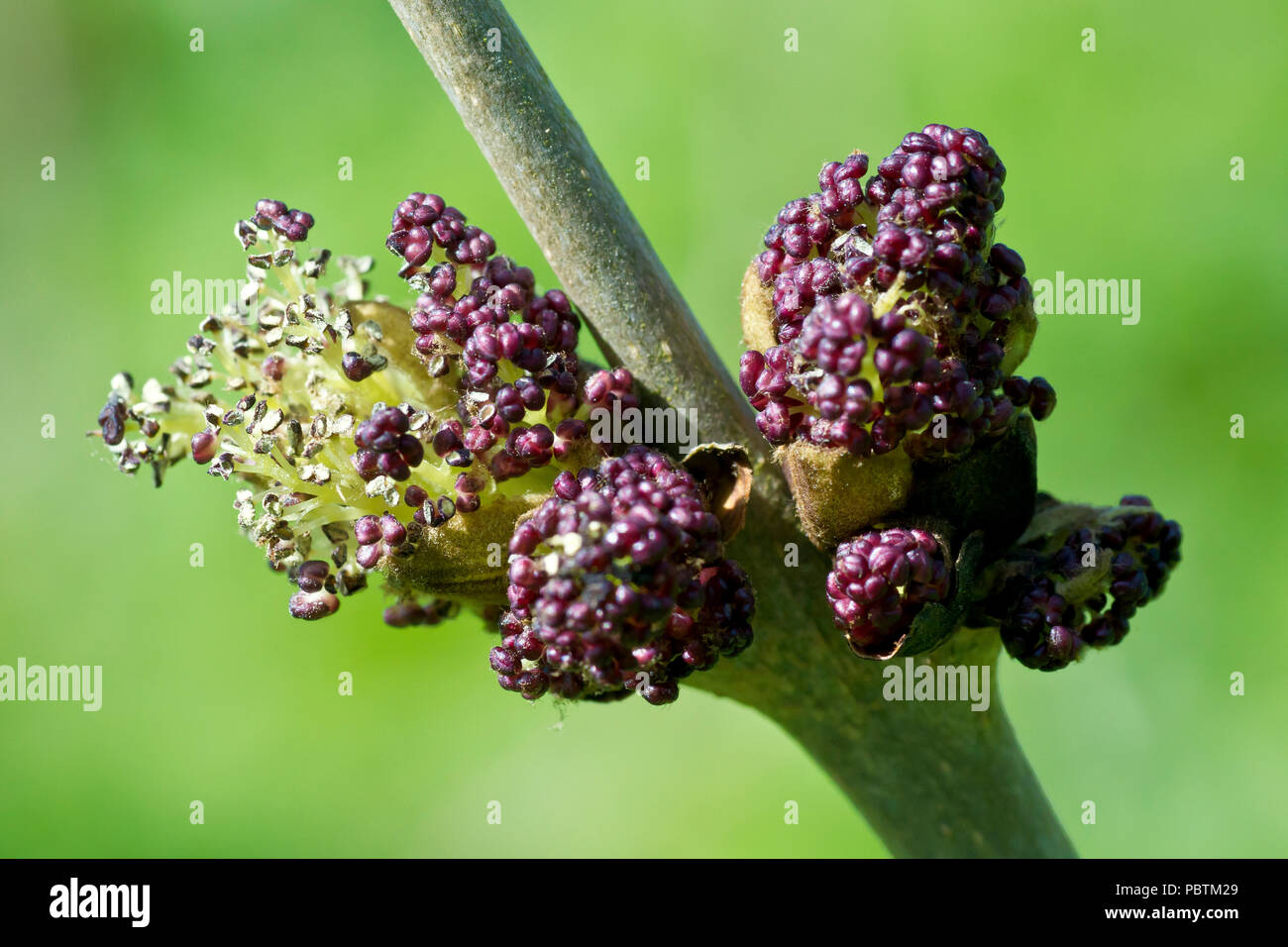 Ash (fraxinus excelsior), close up showing the flowers and buds of the ...