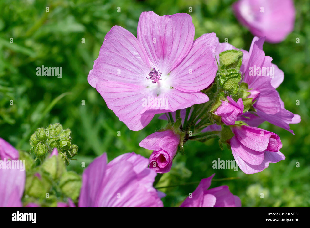 Musk Mallow (malva moschata), close up of a flowering head of the ...