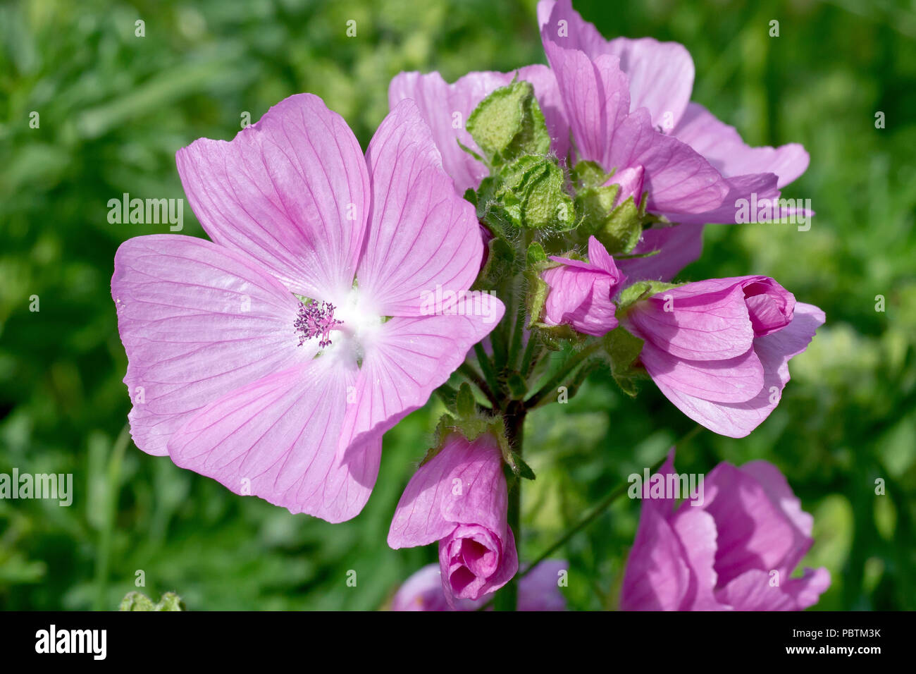 Musk mallow malva moschata hi-res stock photography and images - Alamy